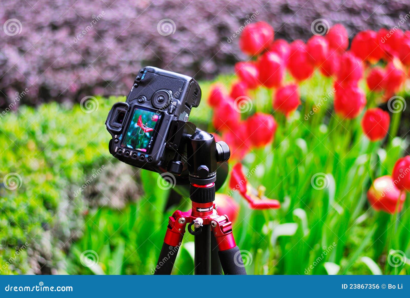 Tulip in camera stock photo. Image of landscape, photograph - 23867356