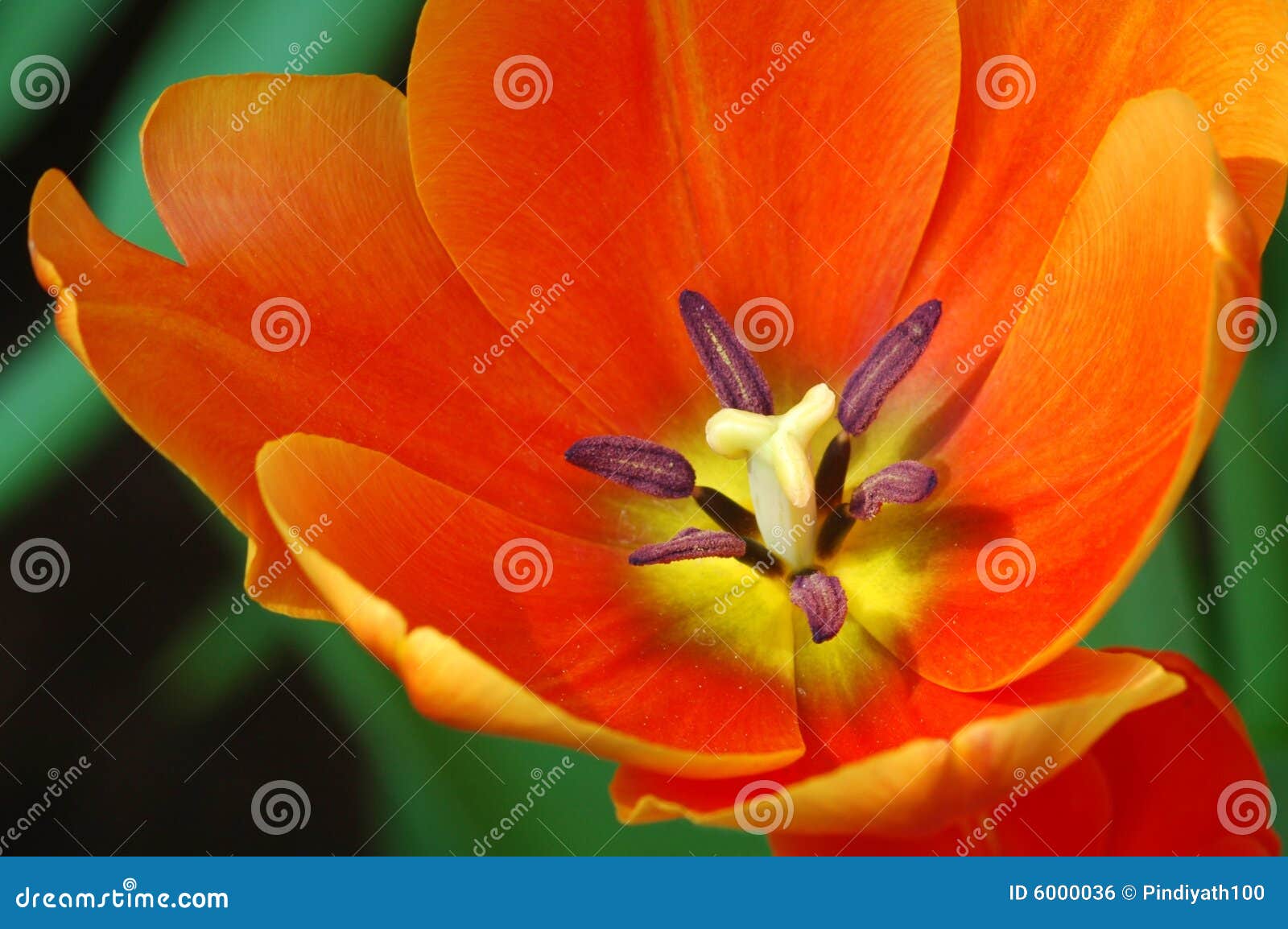 Tulip close up stock photo. Image of floral, flowering - 6000036