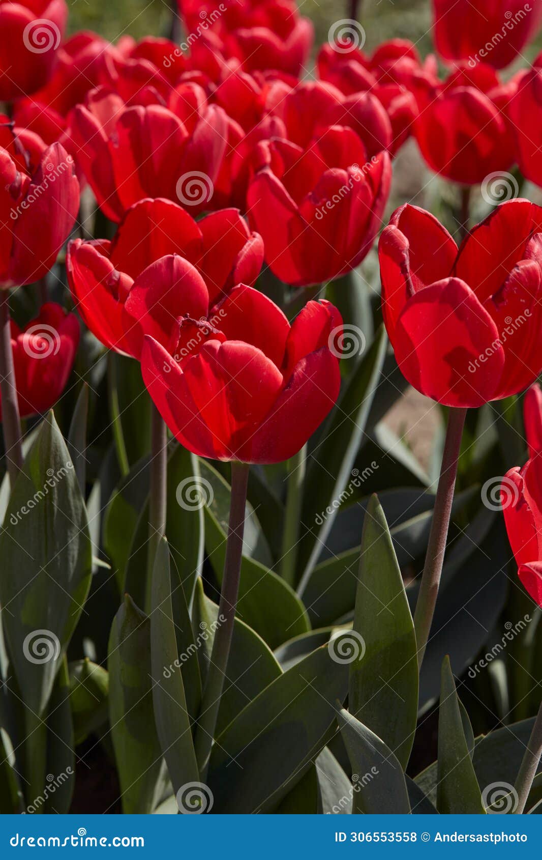 Tulip Cherry Delight, Red Flowers in Spring Sunlight Stock Photo ...