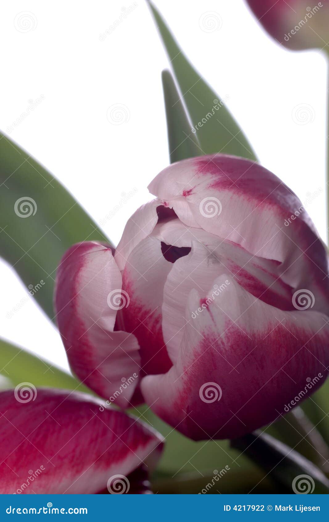 Tulip close-up stock photo. Image of plant, green, pink - 4217922