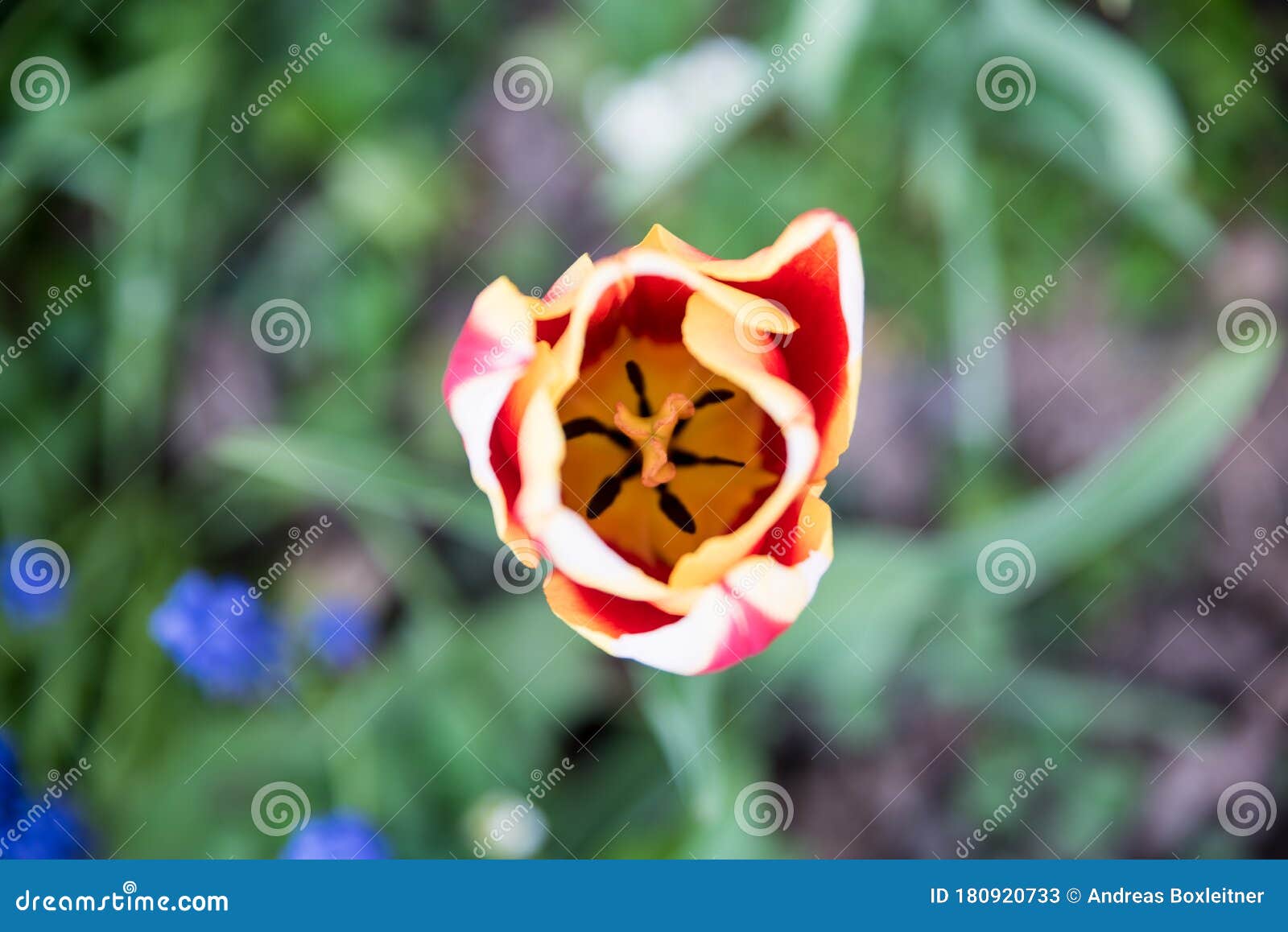 Tulip close up from above stock image. Image of flora - 180920733