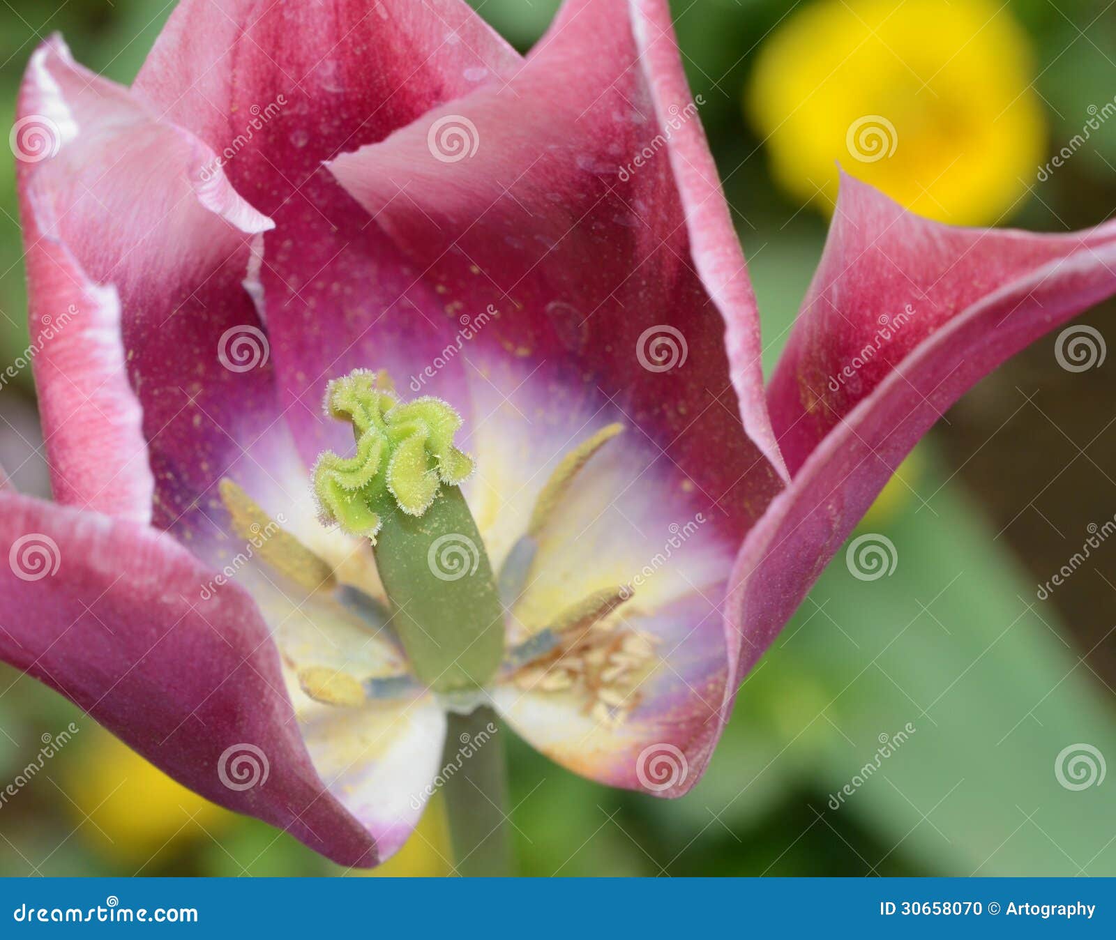 Tulip stock photo. Image of filament, anther, extreme - 30658070