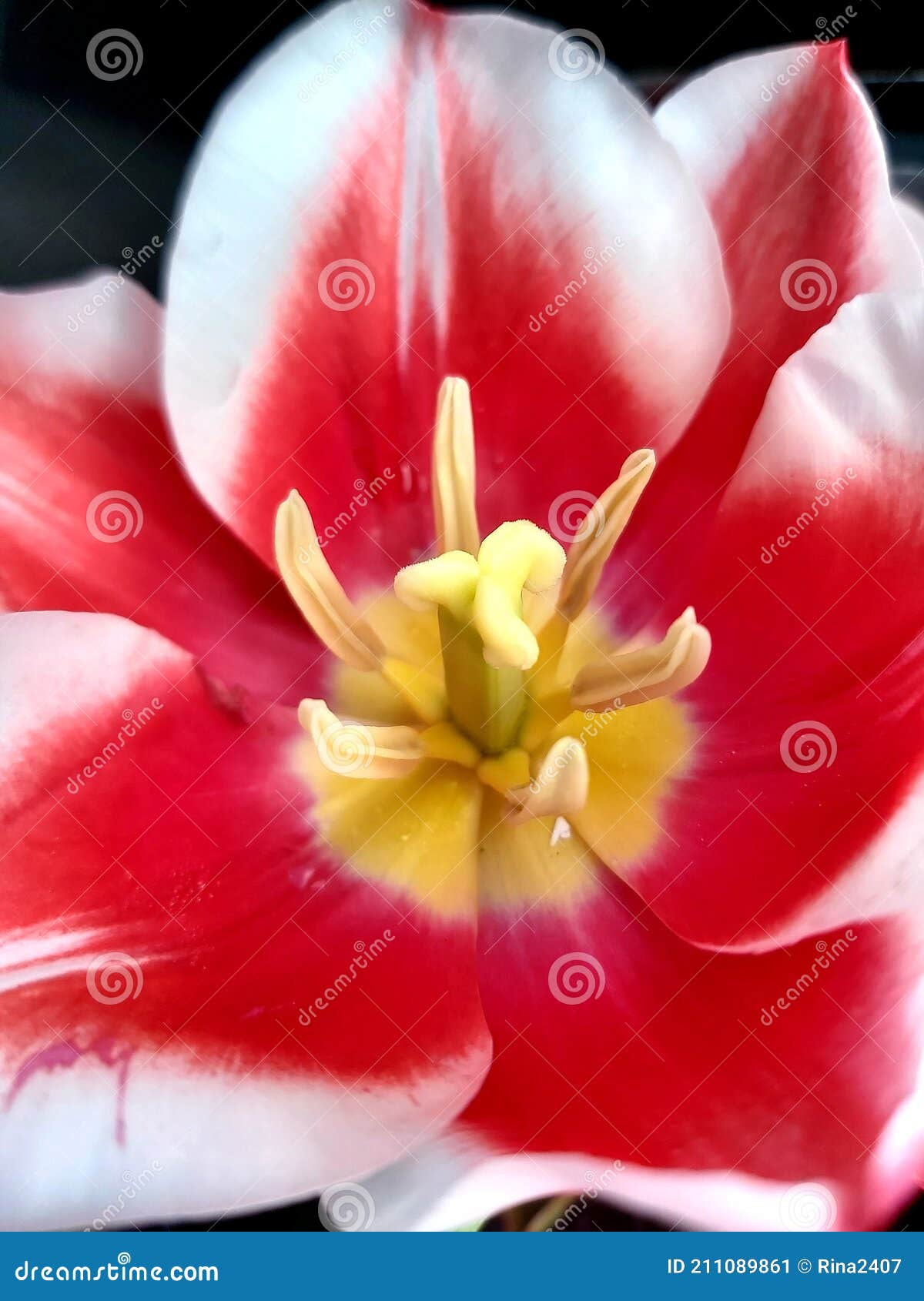 Tulip close up stock image. Image of ponk, close, flower - 211089861