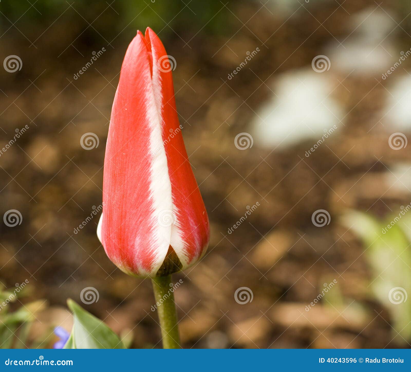 Tulip closed stock photo. Image of closeup, bulbs, plant - 40243596