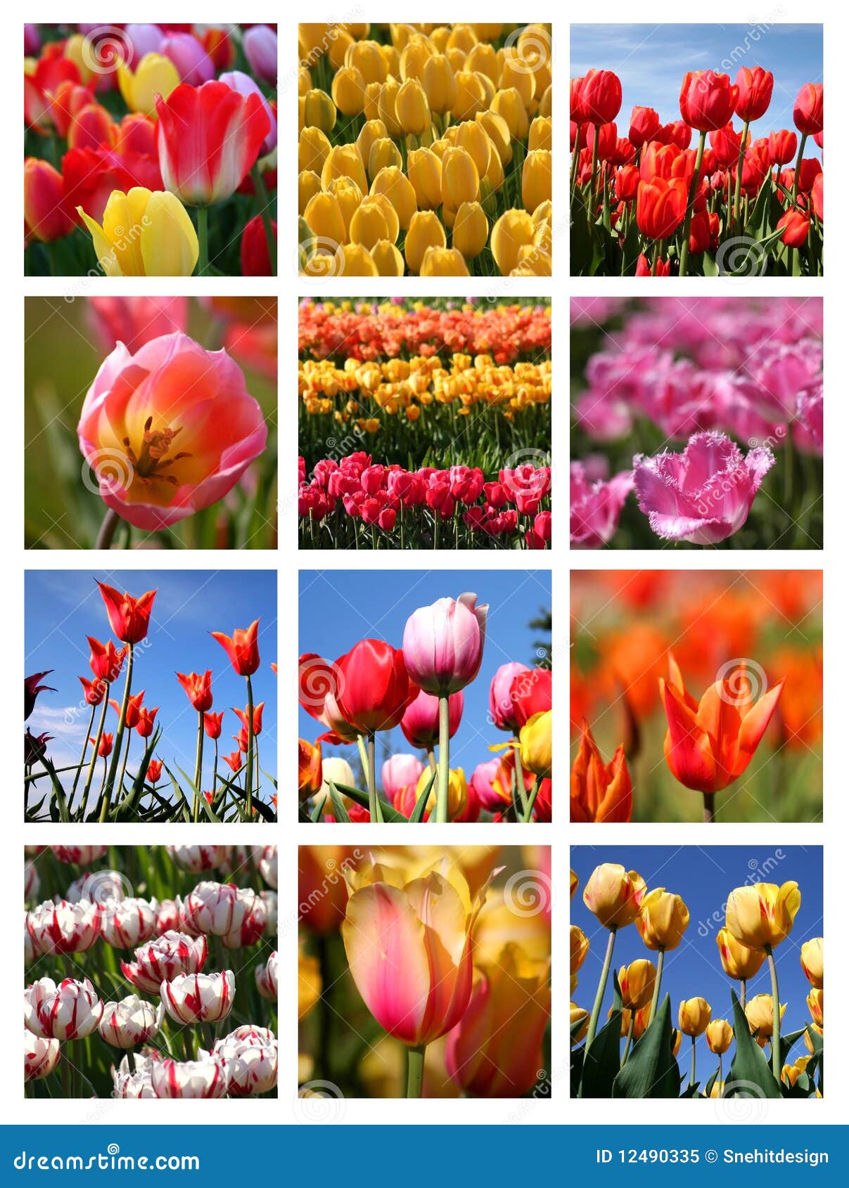Tulip collage stock image. Image of garden, green, buds - 12490335