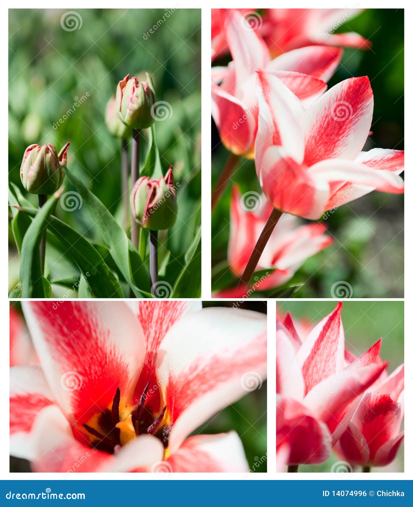 Tulip collage stock photo. Image of picket, garden, agricultural - 14074996