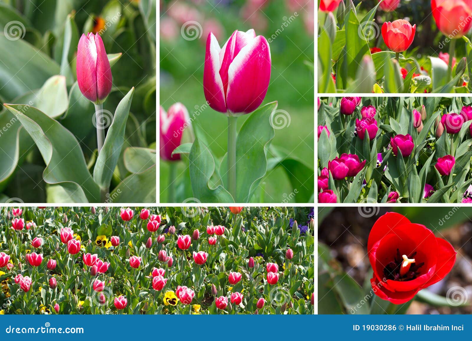 Tulip collage stock photo. Image of gardening, floral - 19030286