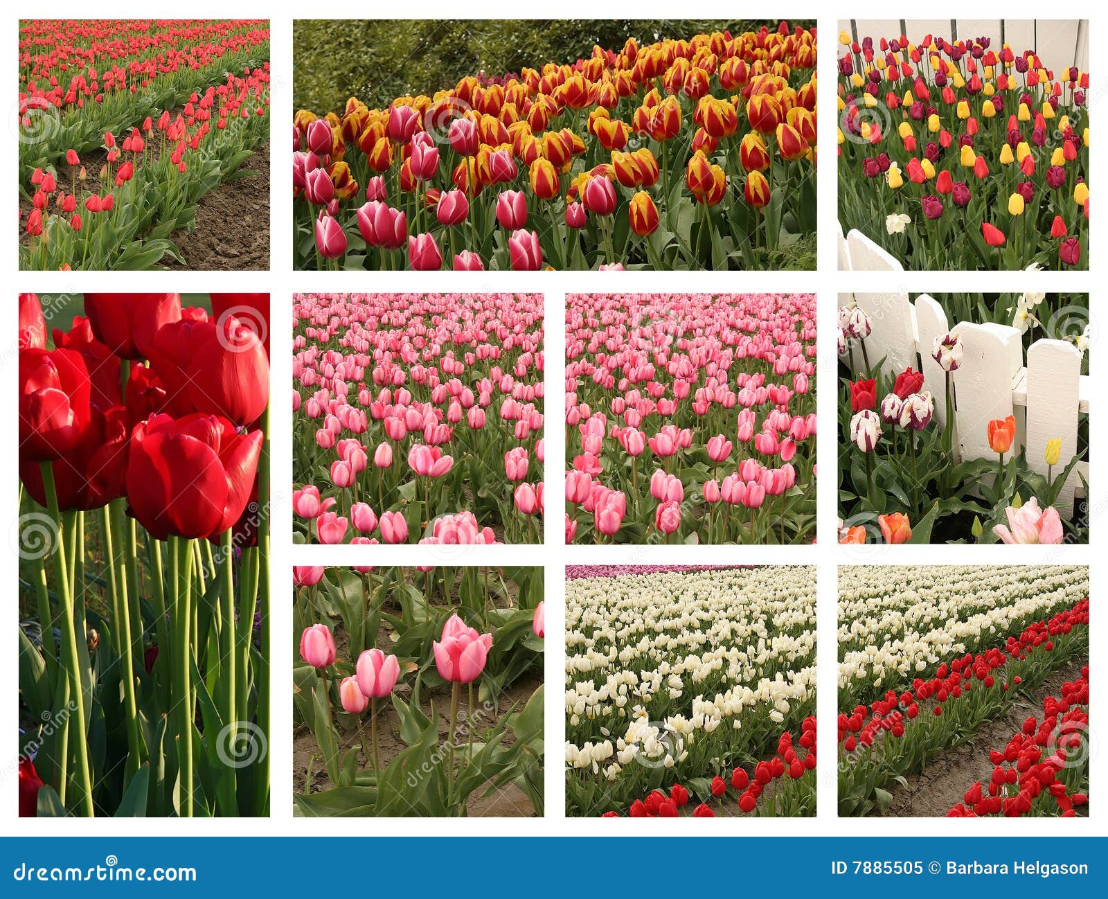 Tulip collage stock image. Image of netherlands, nature - 7885505