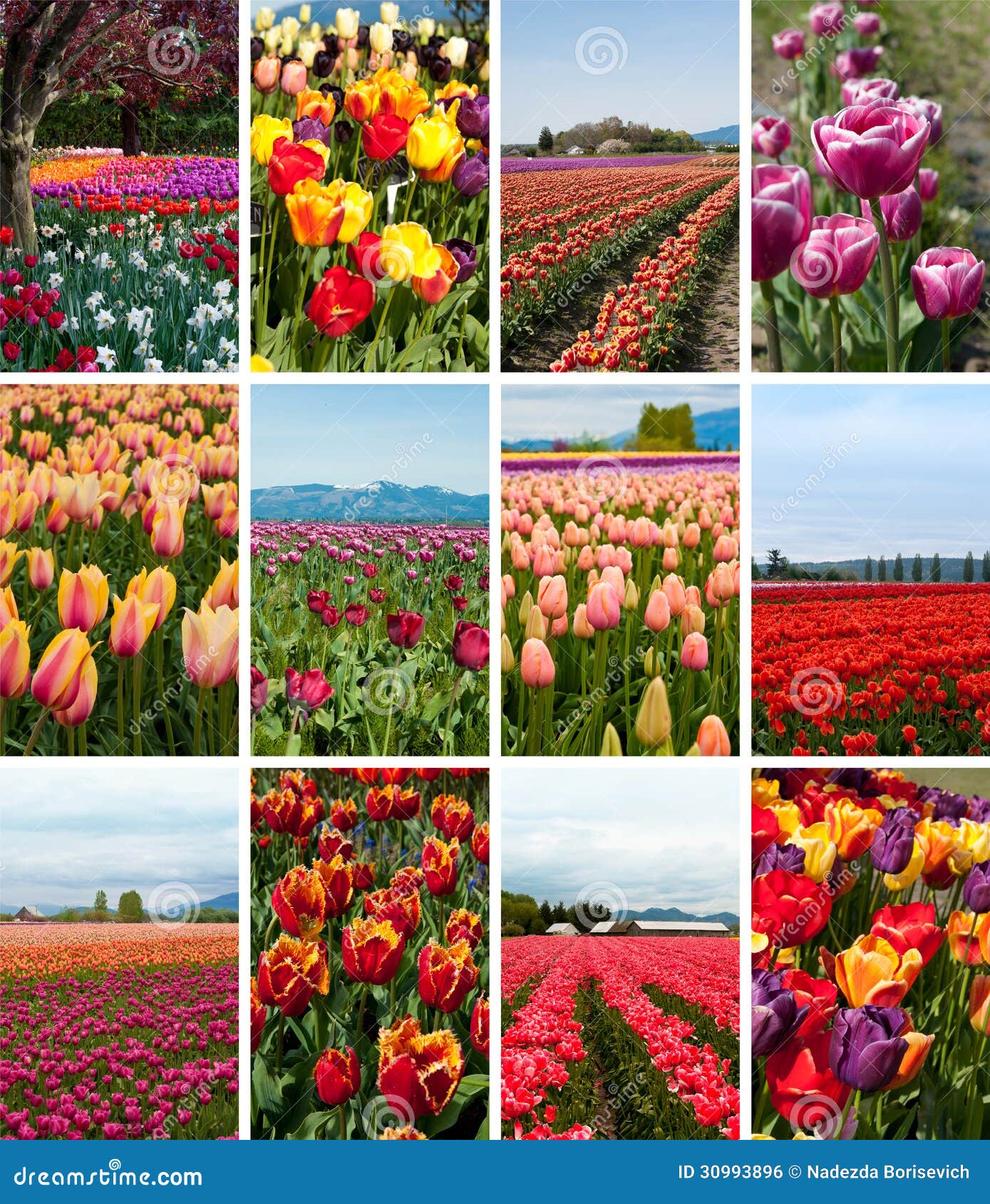 Tulip collage stock photo. Image of green, holland, horizon - 30993896