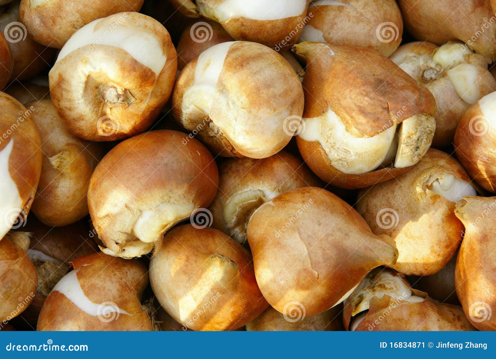 Tulip corms stock image. Image of tuber, agriculture - 16834871