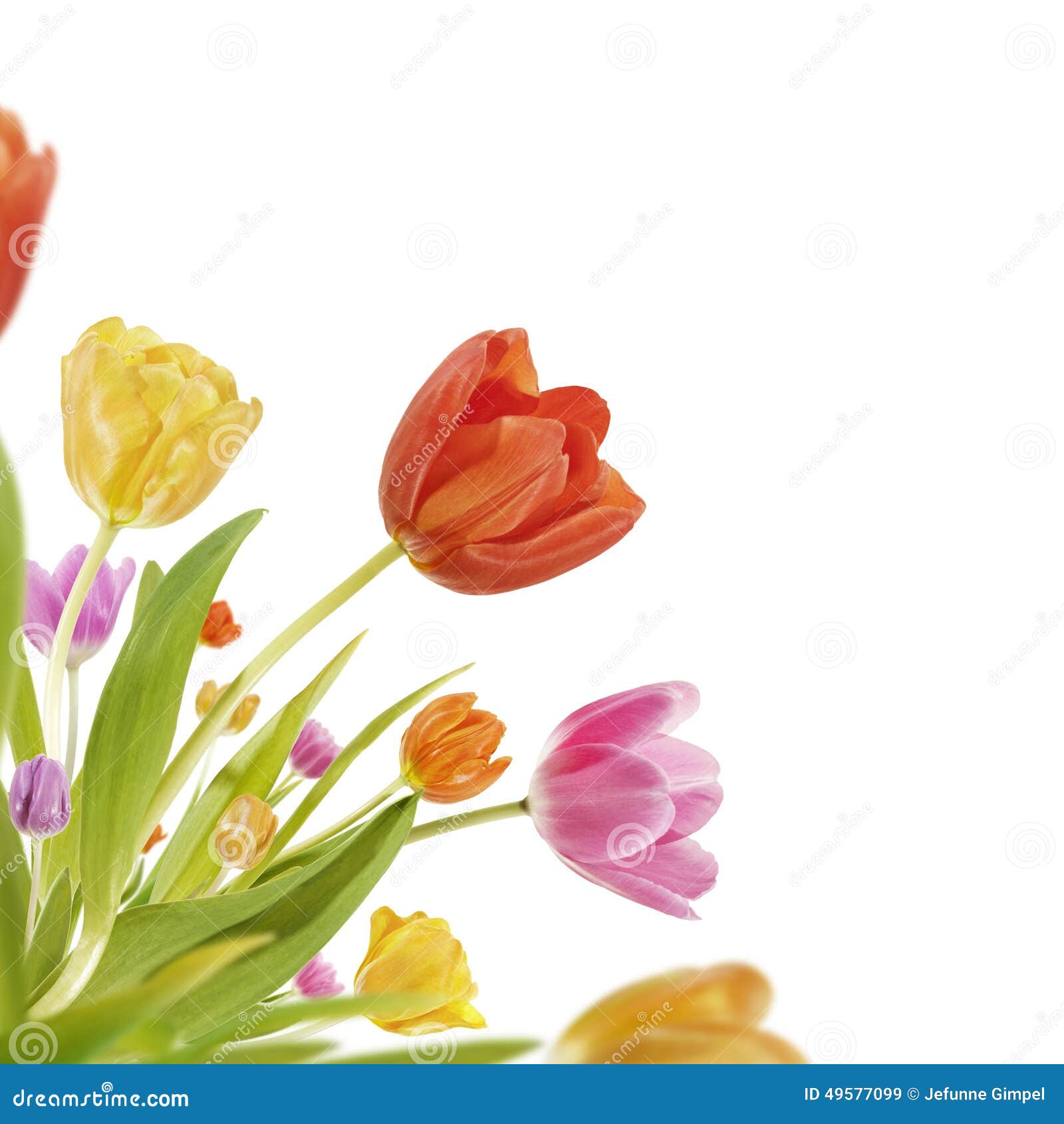 Tulip Corner stock image. Image of yellow, natural, white - 49577099