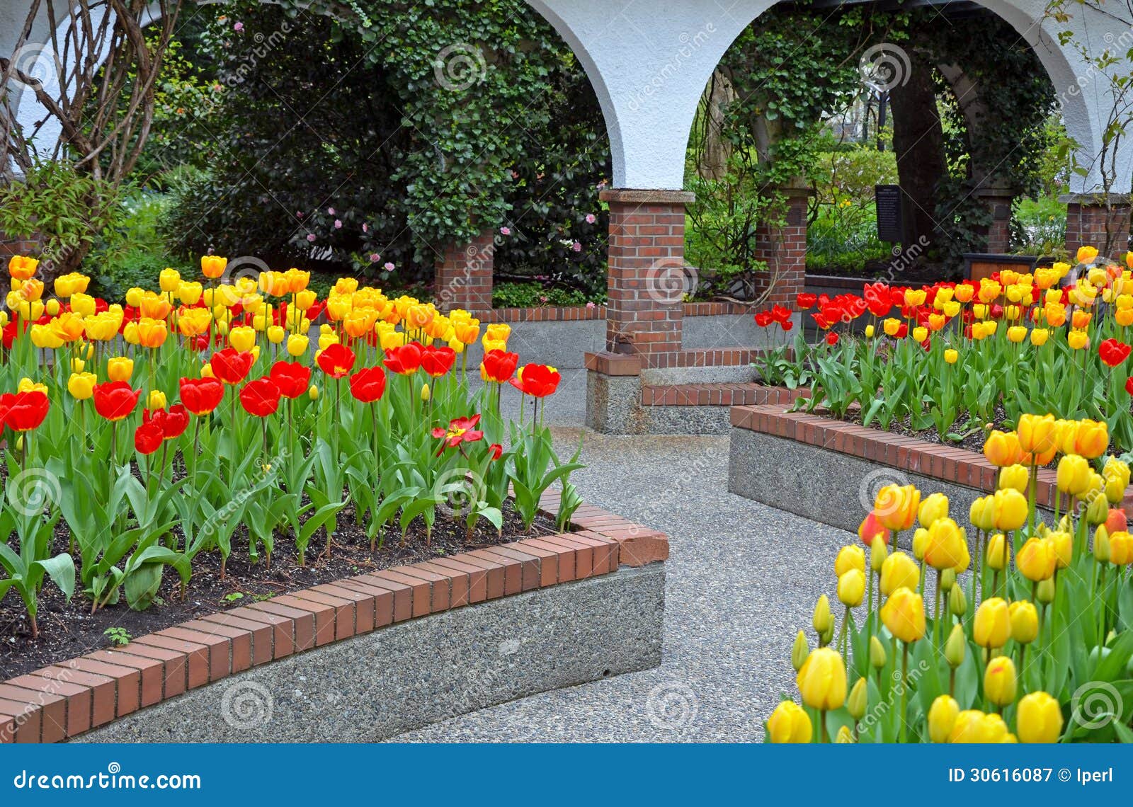 Tulip courtyard stock image. Image of gardening, garden - 30616087