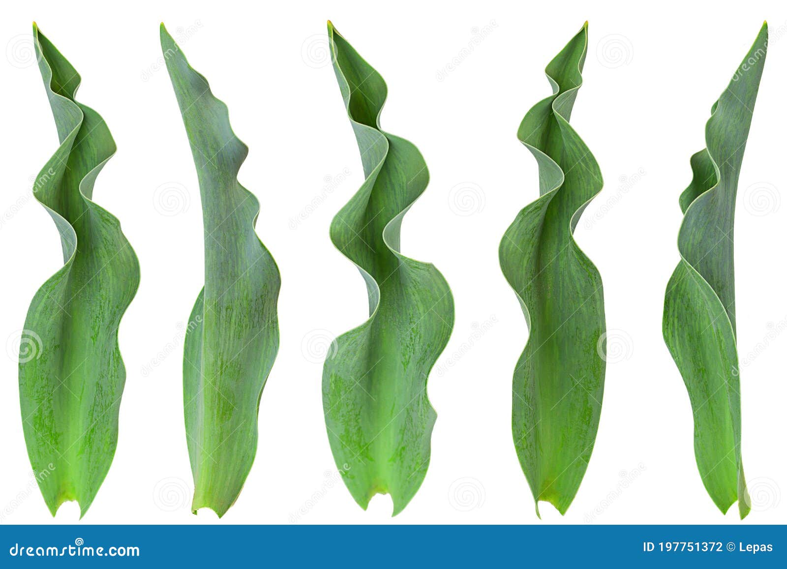 Tulip Curved Leaf Collection on White Stock Photo - Image of natural ...