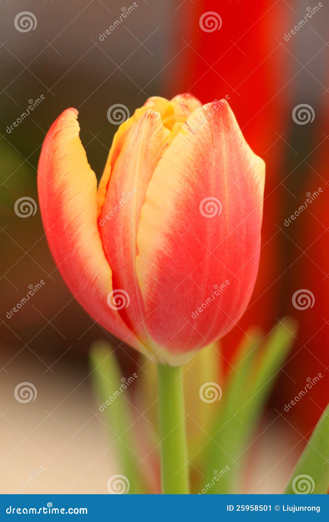 Tulip cut flower stock image. Image of asia, biology - 25958501