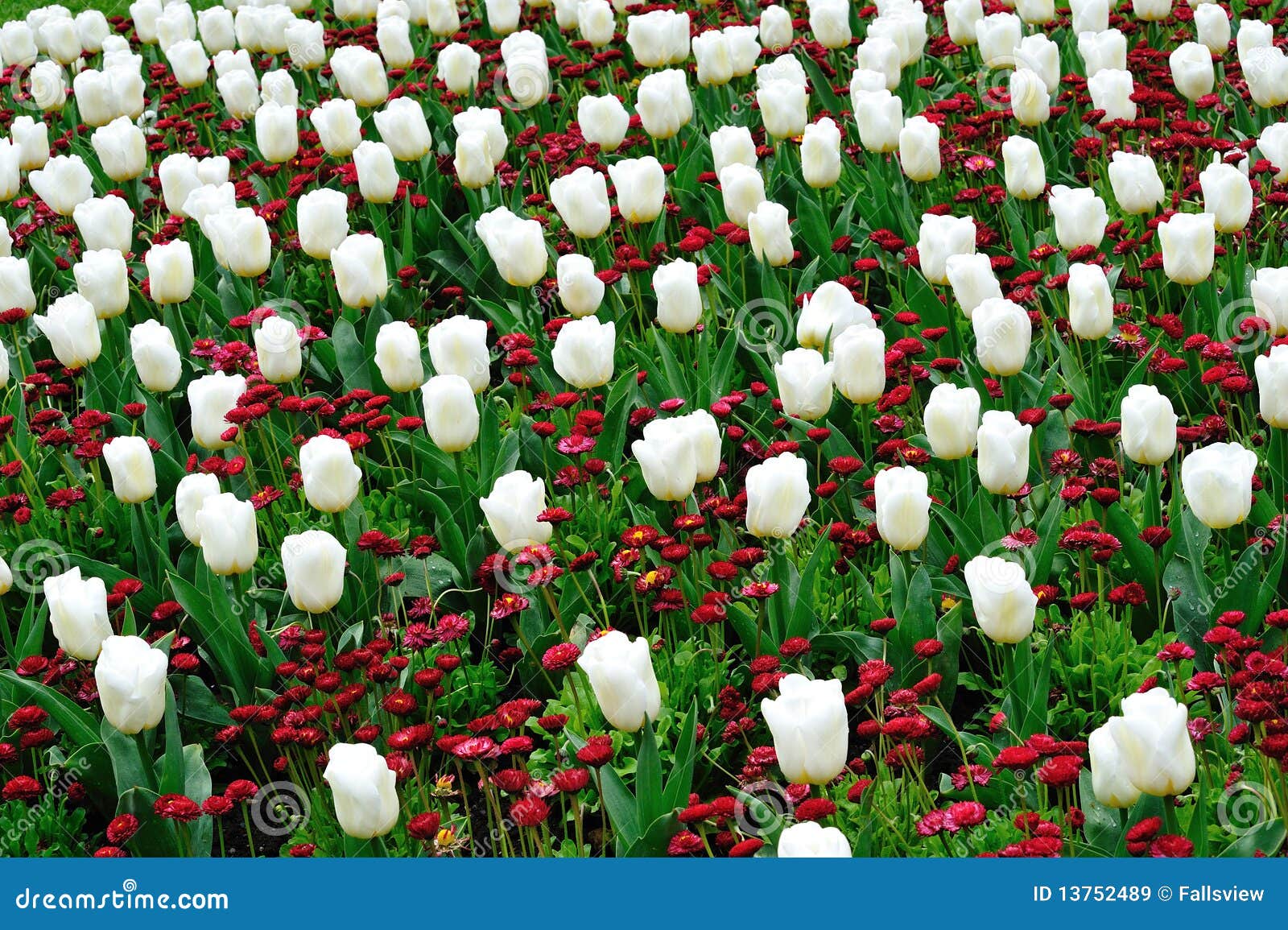 Tulip and daisies pattern stock image. Image of scene - 13752489