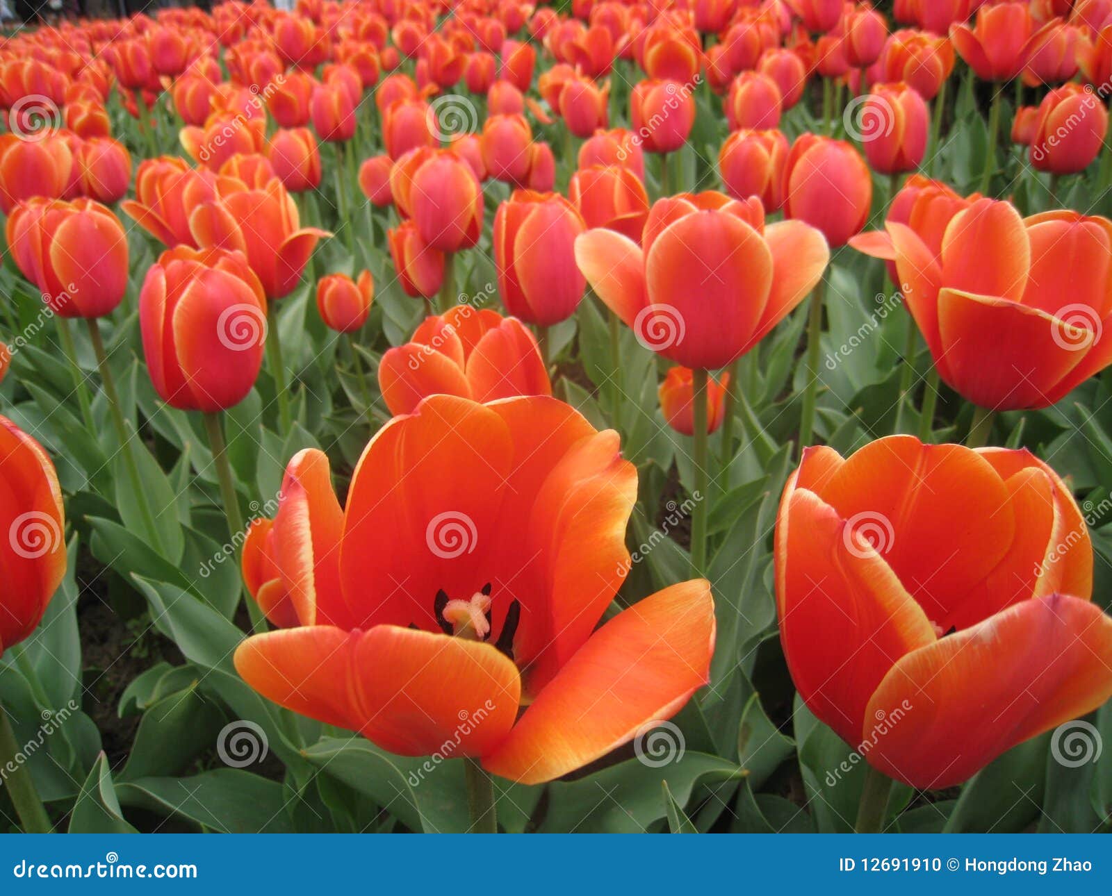 Tulip_dark_red stock photo. Image of resource, flower - 12691910