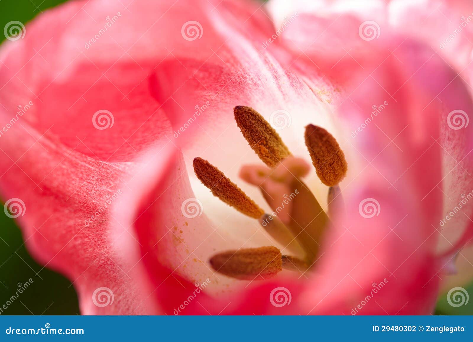 Tulip detail stock photo. Image of pollen, tulip, macro - 29480302