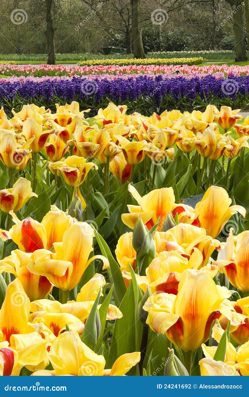 Tulip display stock photo. Image of flower, yellow, tulip - 24241692