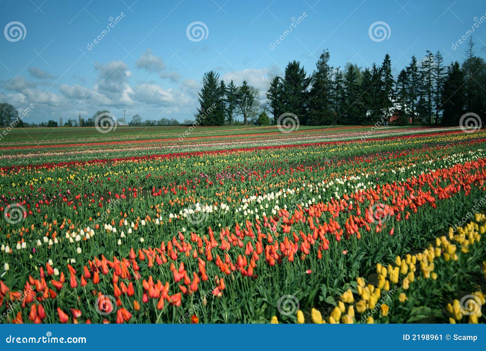 Tulip Farm stock image. Image of tulip, oregon, acreage - 2198961