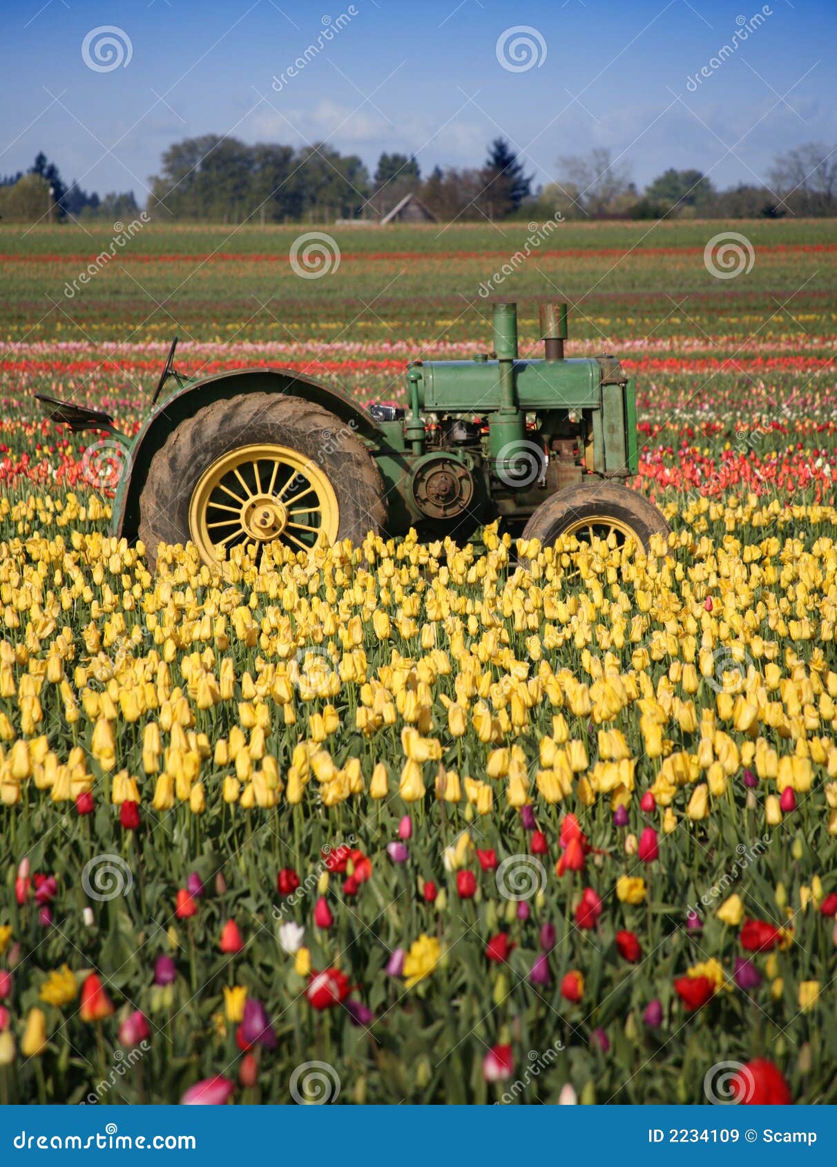 Tulip Farm stock image. Image of blooming, rural, field - 2234109