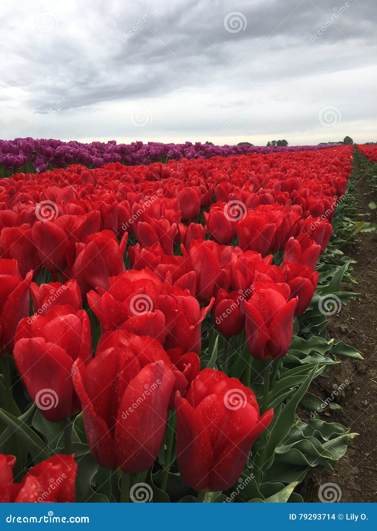 Tulip Farm arkivfoto. Bild av bostonian, färg, floror - 79293714