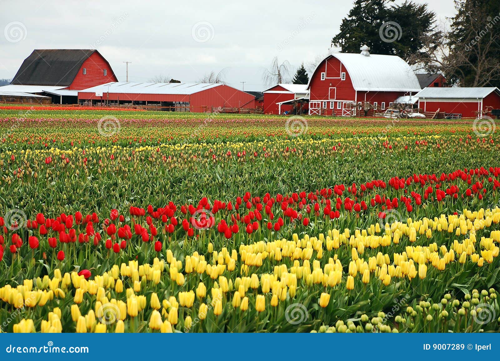 Tulip farm stock image. Image of outdoors, springtime - 9007289