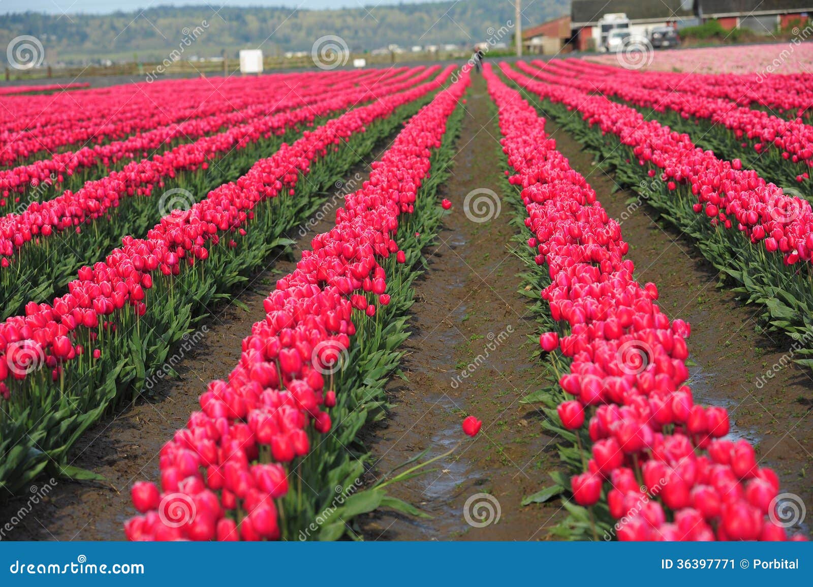 Tulip farm stock image. Image of rural, beautiful, fresh - 36397771
