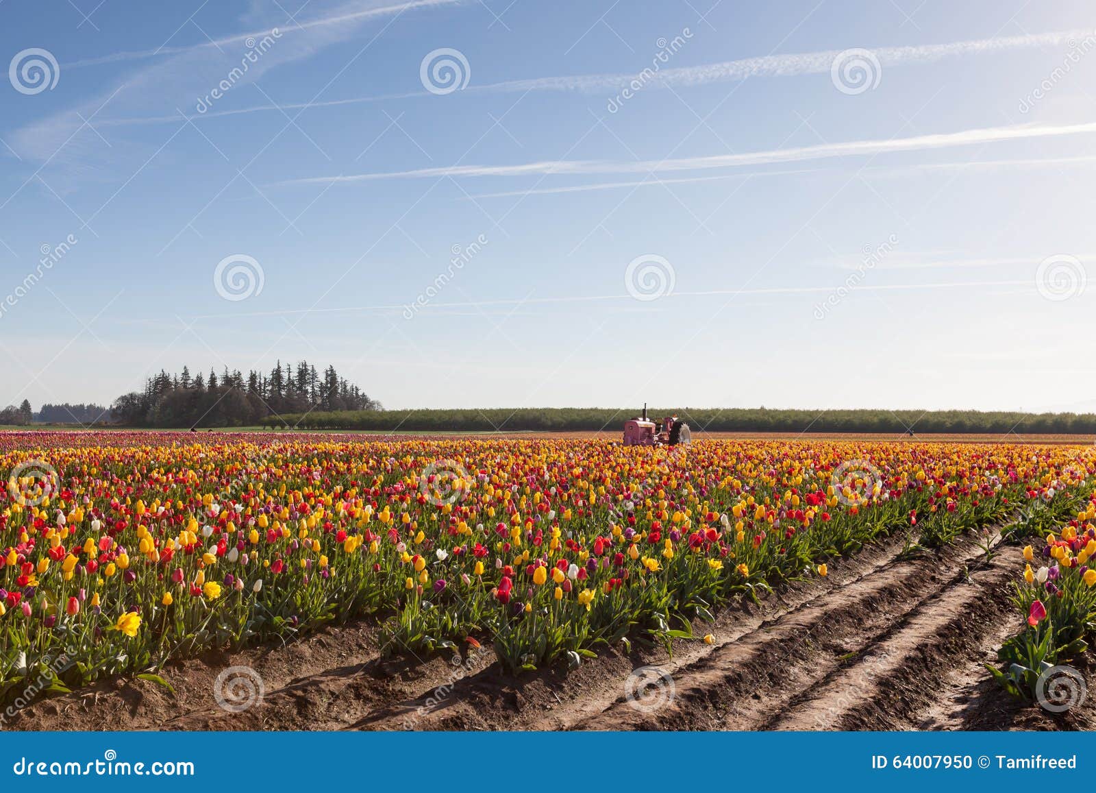 Tulip Farm editorial image. Image of blue, industry, colorful - 64007950