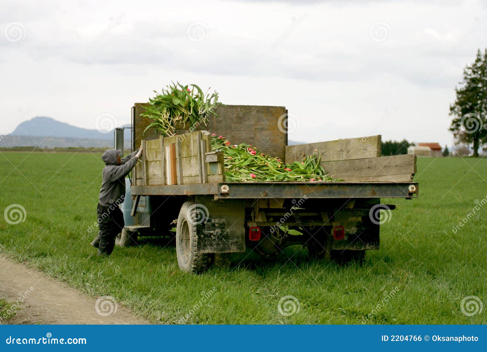 Tulip Picker Stock Image | CartoonDealer.com #2219731