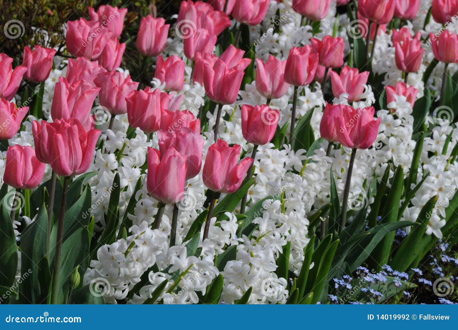 Tulip field stock photo. Image of nature, scene, background - 14019992