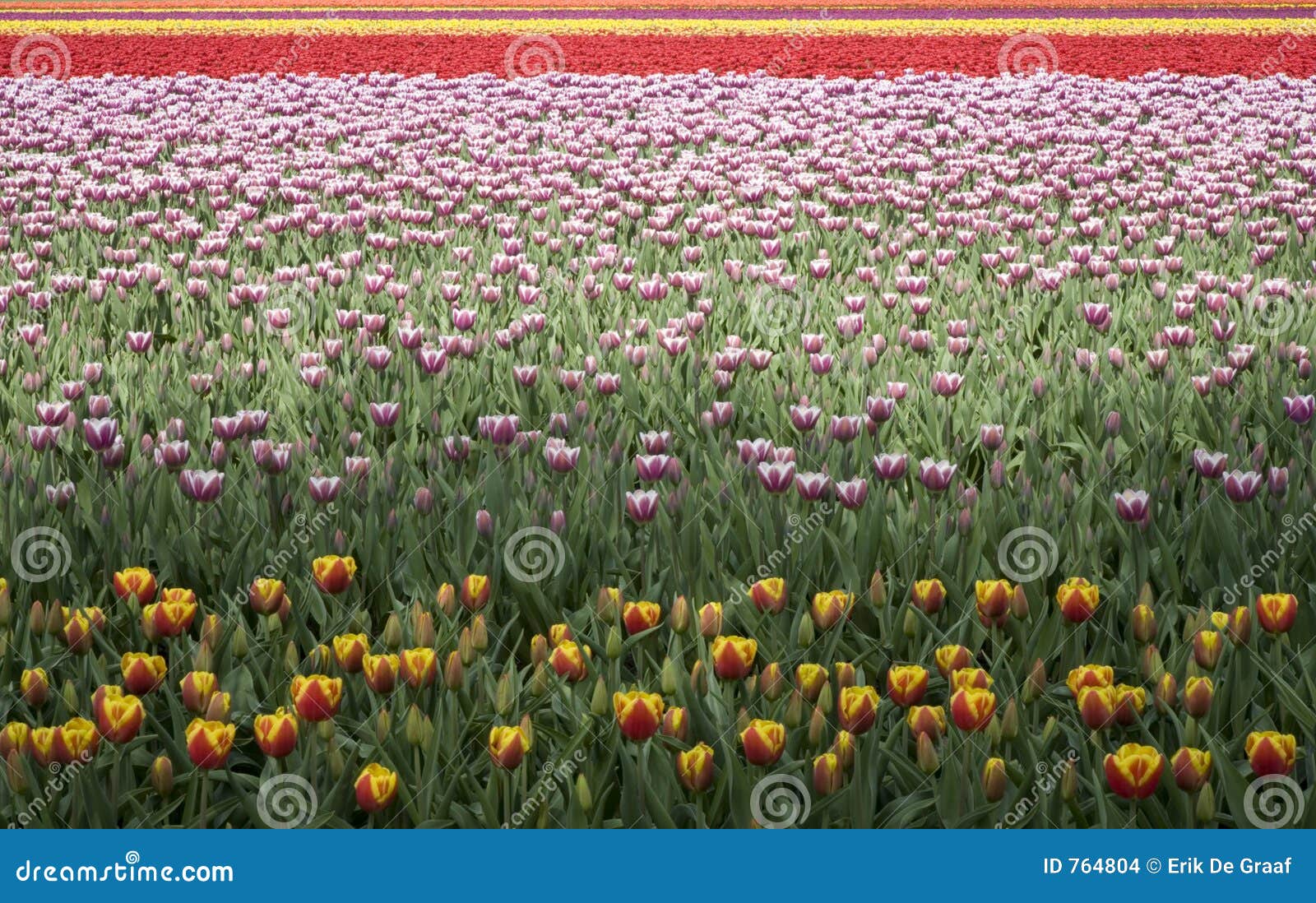 Tulip field 15 stock photo. Image of tulips, summer, gift - 764804
