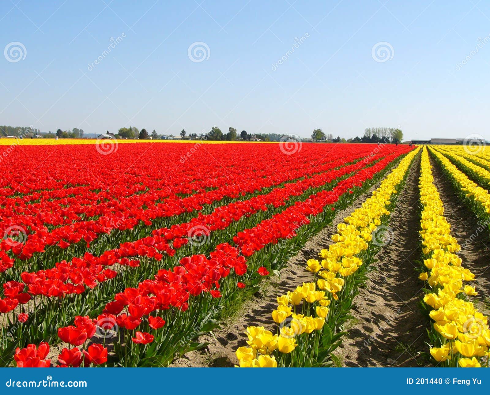 Tulip field stock photo. Image of tulip, grower, nature - 201440
