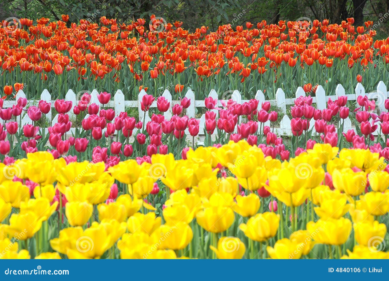 Tulip field stock photo. Image of lush, gardening, fense - 4840106