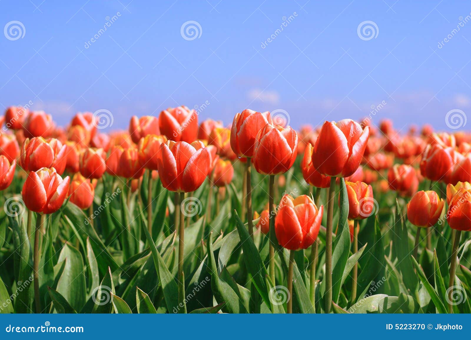 Tulip Field stock photo. Image of typical, tulip, green - 5223270