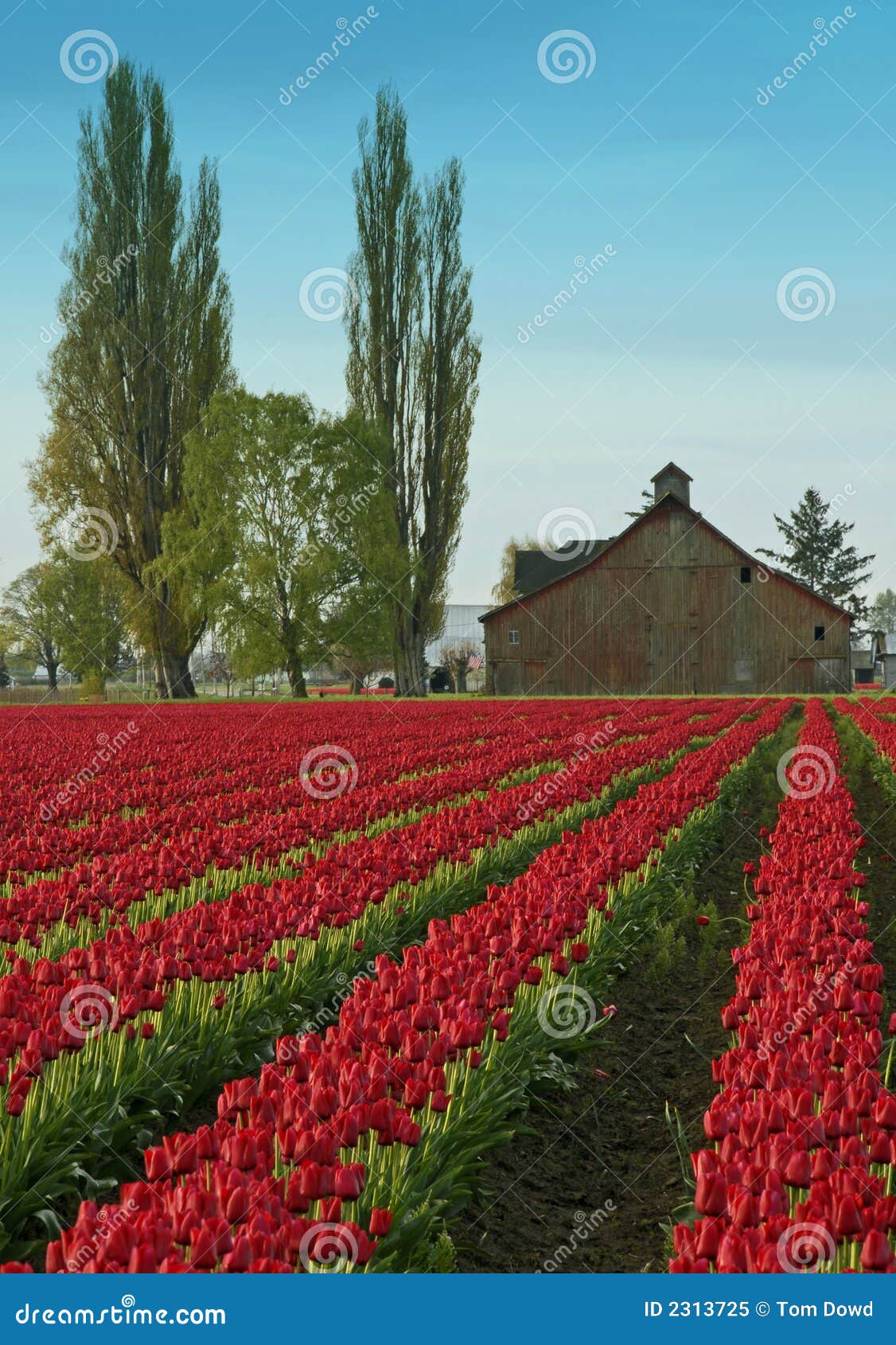 Tulip Field and Barn stock image. Image of farming, flower - 2313725