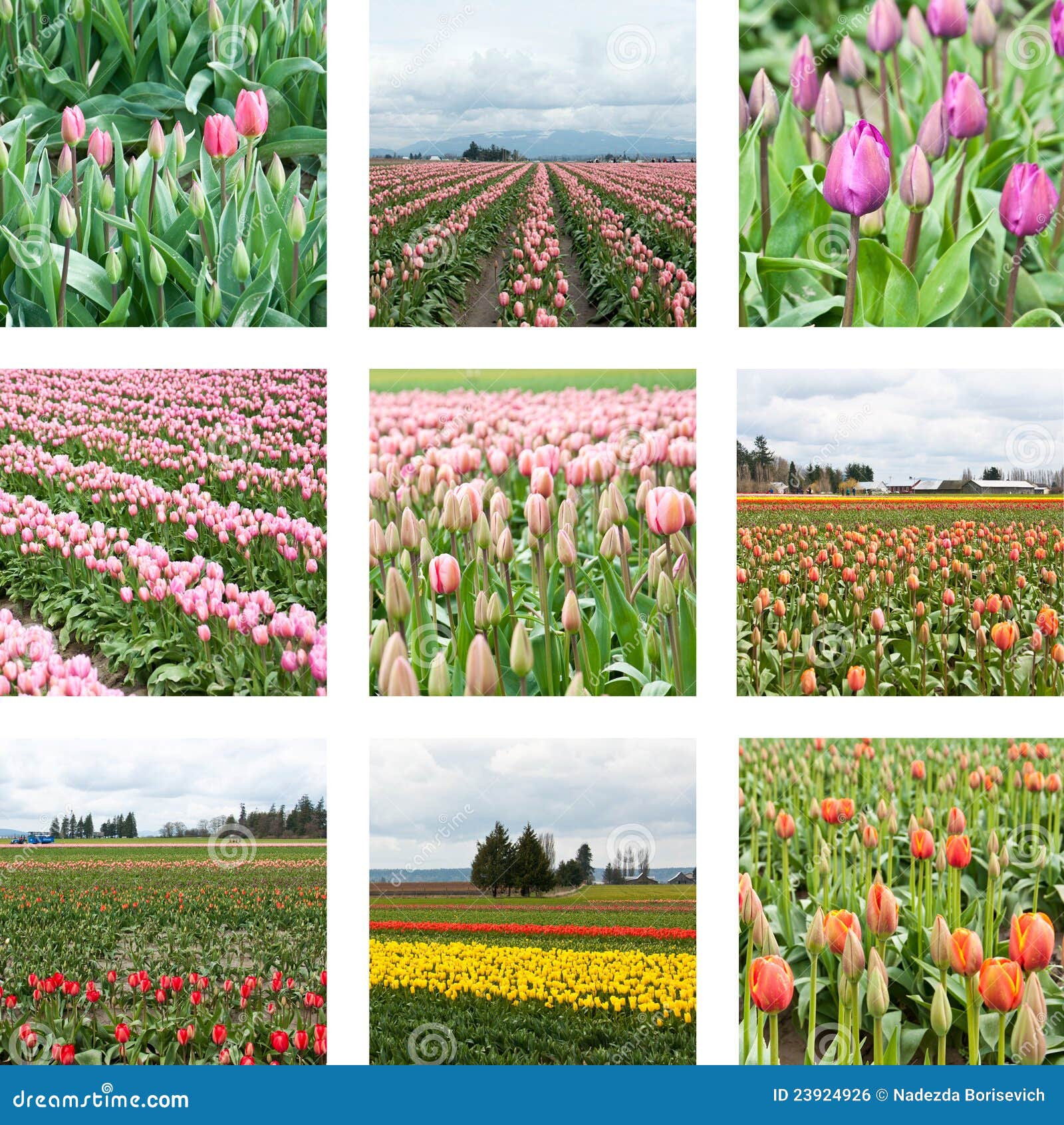 Tulip field collage stock photo. Image of bright, green - 23924926