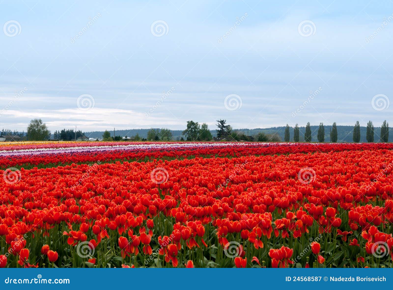 Tulip Field with Colorful Rows of Flowers Stock Image - Image of ...