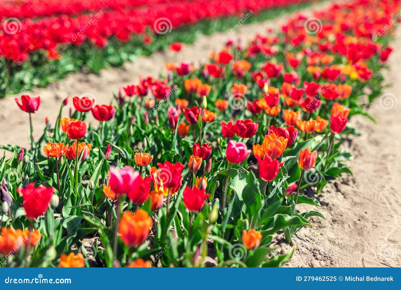 Tulip Field Farm in Spring Flowers in Bloom Stock Image - Image of ...