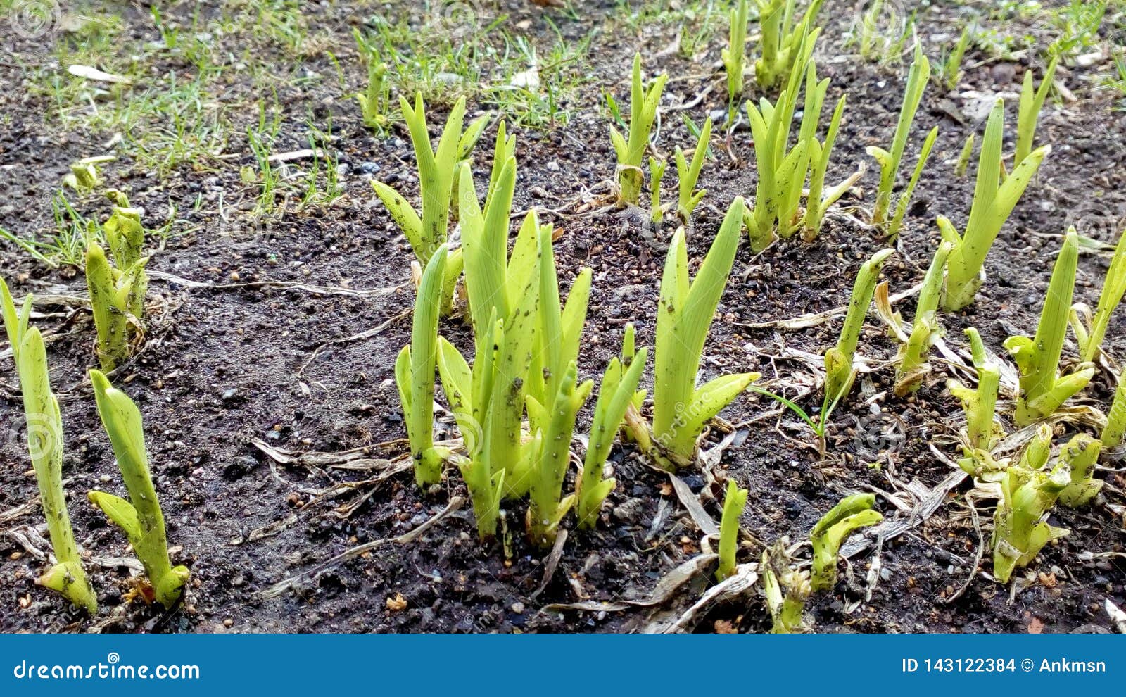 Tulip Field Jeunes Usines De Germination Photo stock - Image du normal ...