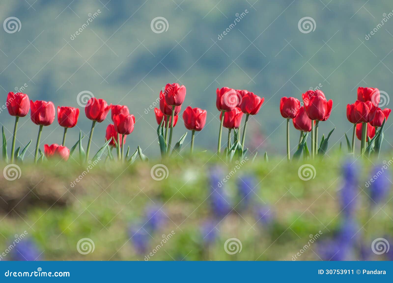 Tulip Field in Kashmir, India Stock Image - Image of flower, floral ...