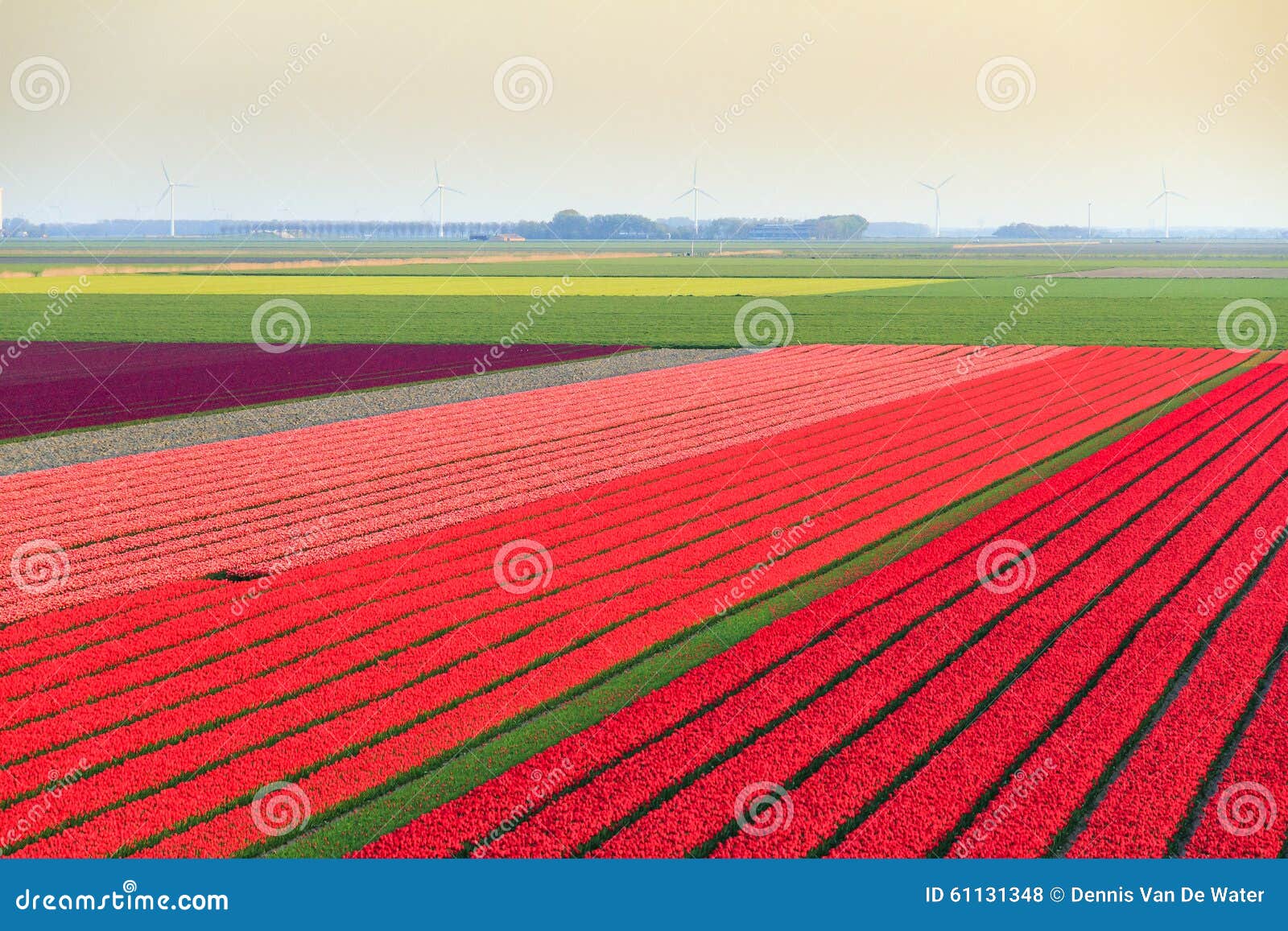 Tulip field overview stock photo. Image of natural, petal - 61131348