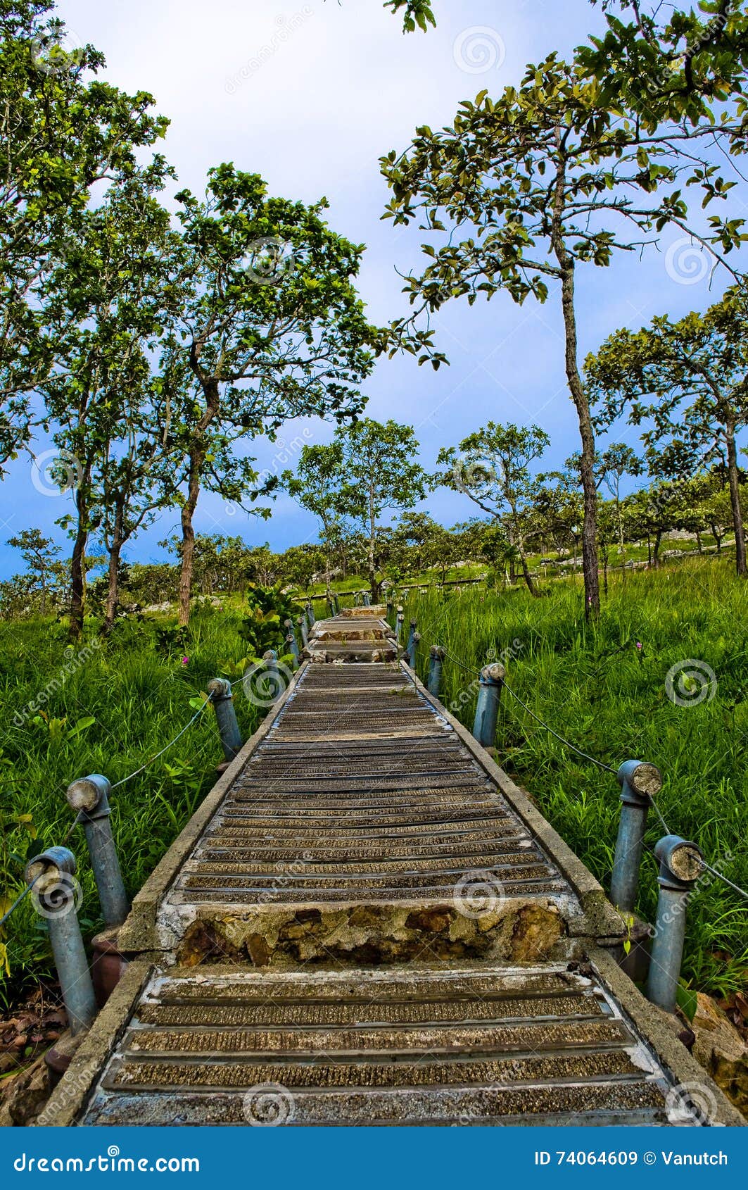 Tulip Field Path stock image. Image of flora, colorful - 74064609