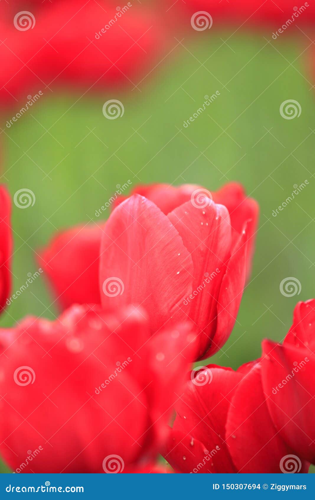Tulip field red stock photo. Image of sunny, garden - 150307694