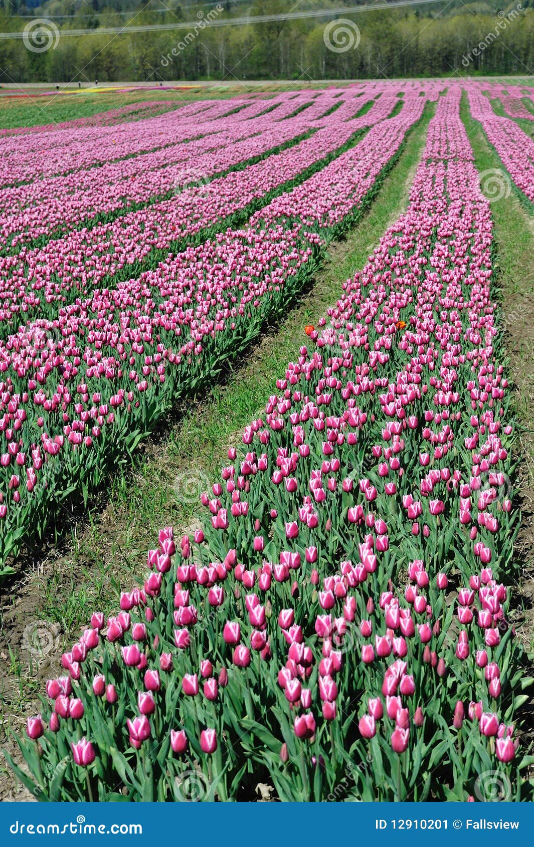 Tulip field in spring stock image. Image of nature, scenery - 12910201