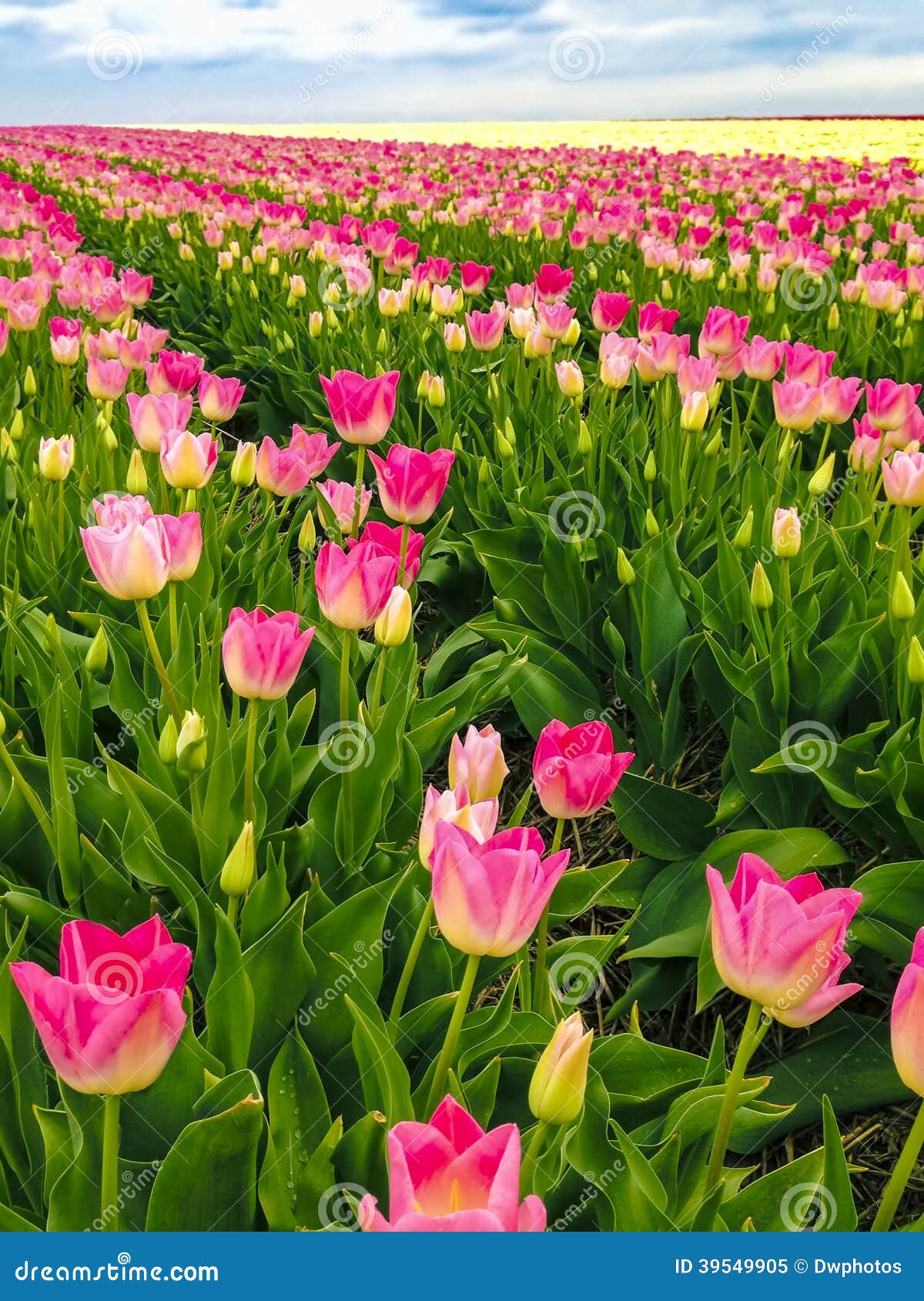Tulip field in spring stock image. Image of alternative - 39549905