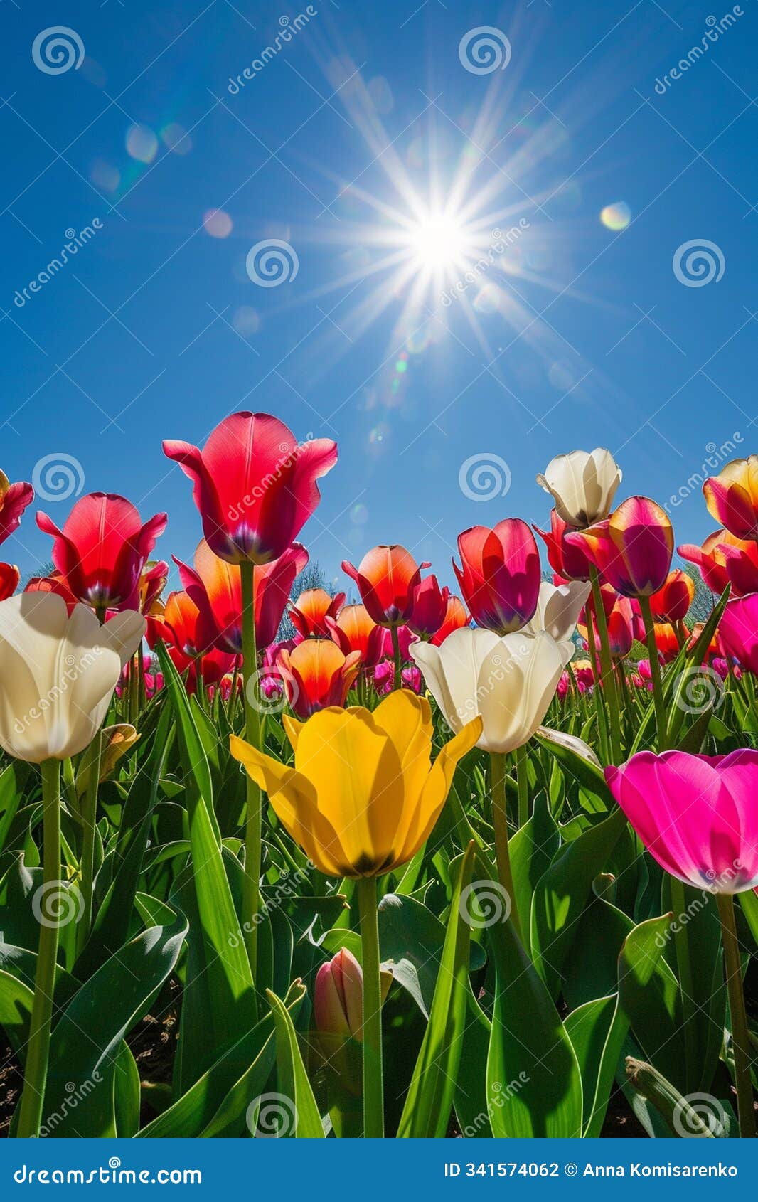 Tulip Field with Sun, Sunset Stock Photo - Image of romantic, flower ...