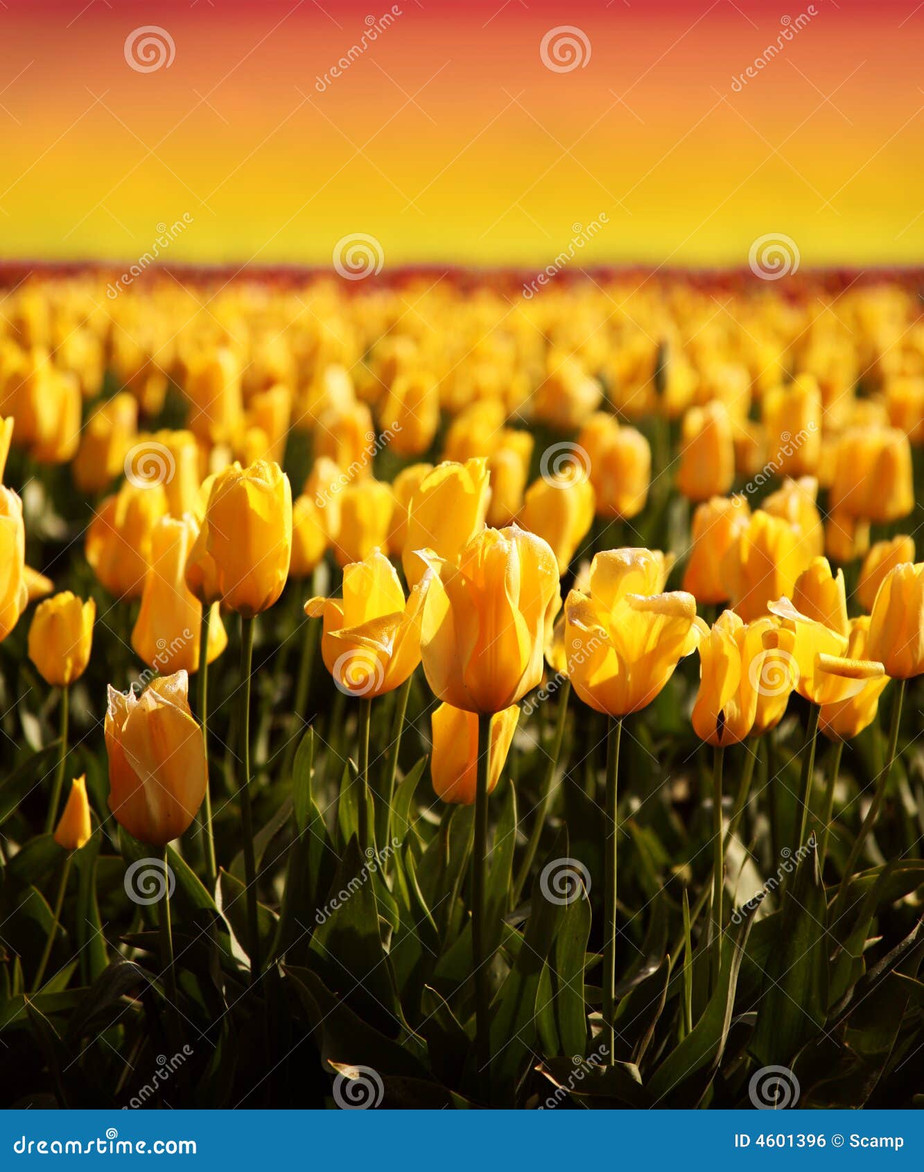Tulip Field Sunset stock photo. Image of nature, glow - 4601396