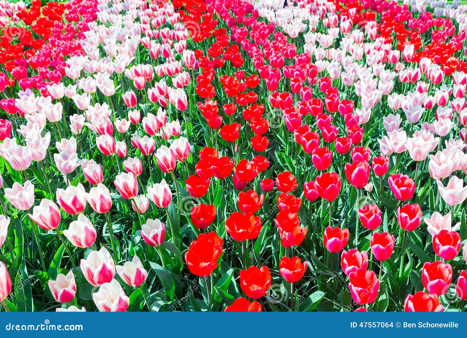 Tulip Field with Various Red Tulips in Rows Stock Photo - Image of ...