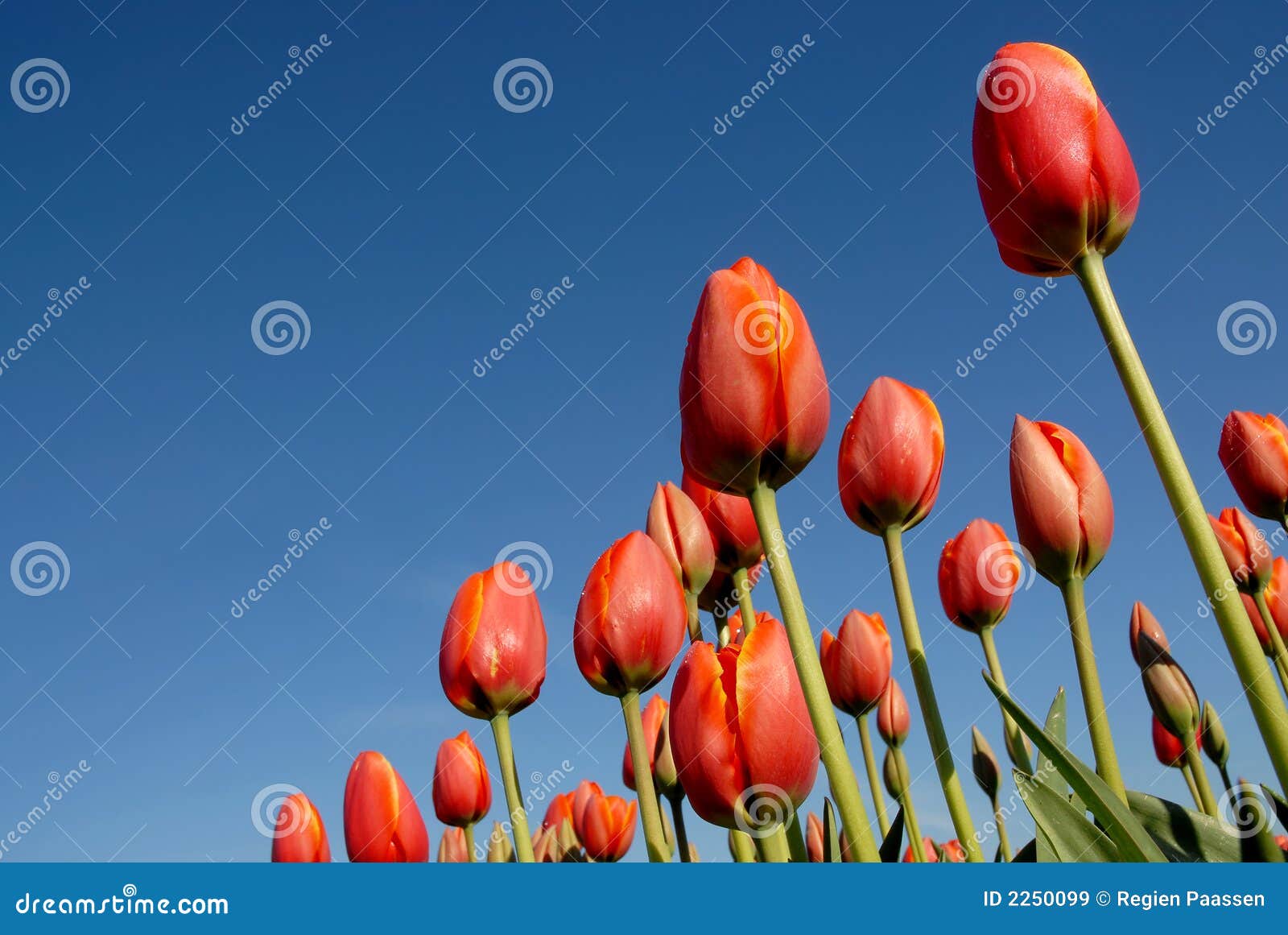 Tulip fields stock image. Image of spring, bulb, season - 2250099