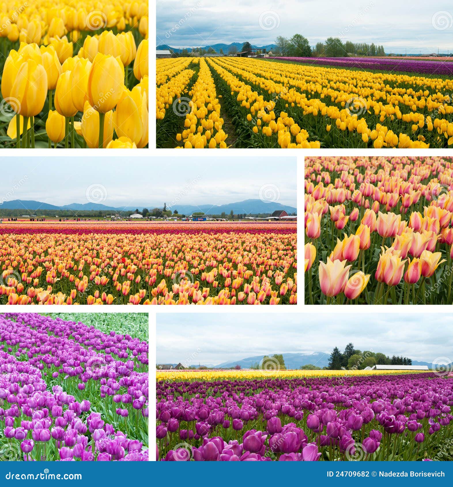 Tulip fields collage stock photo. Image of nature, agriculture - 24709682